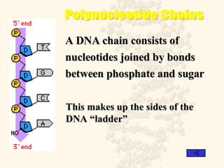 Structure Of Dna | PPT | Chemistry | Science