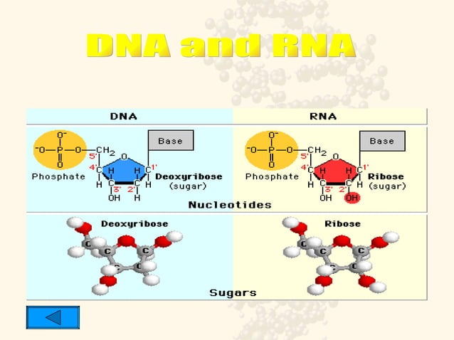 Structure Of Dna | PPT | Chemistry | Science
