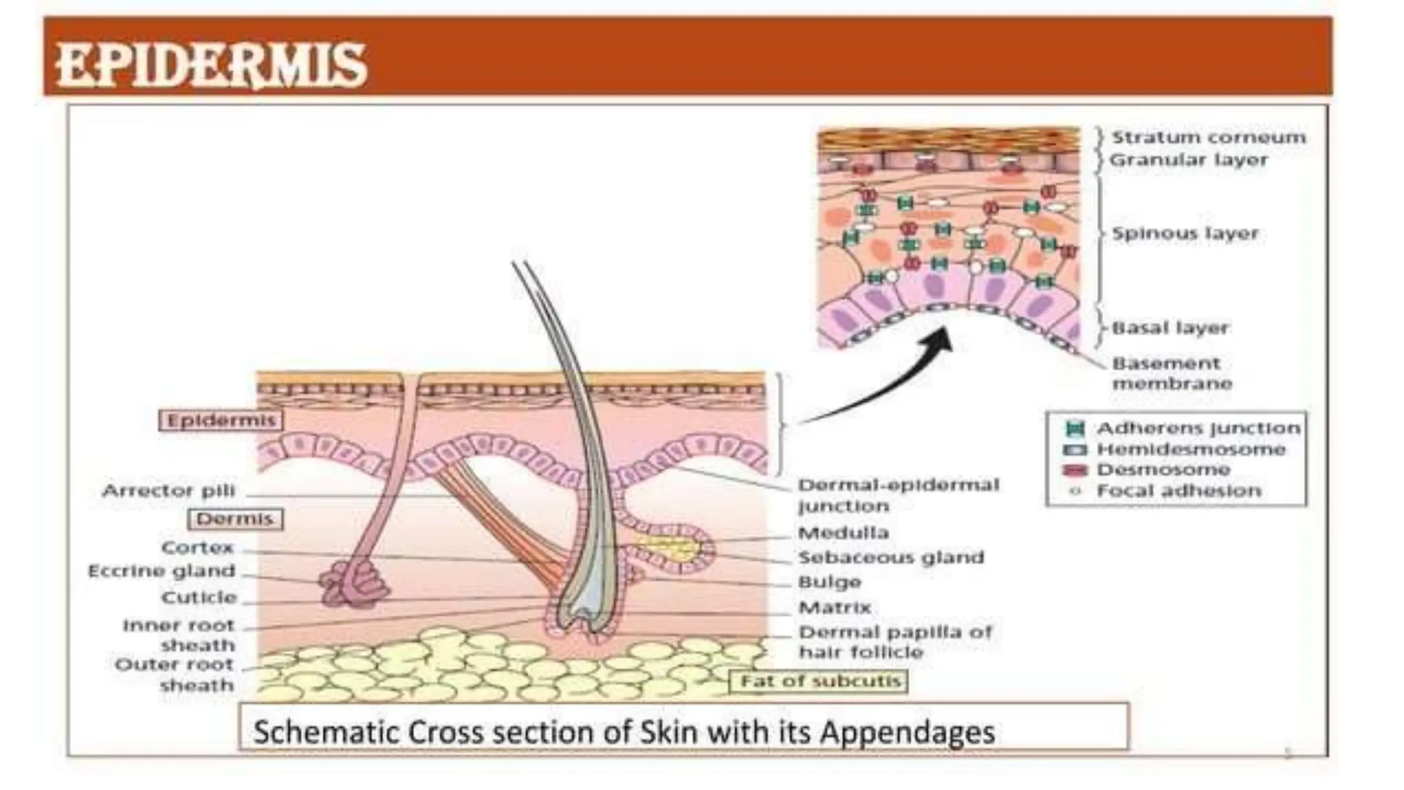 Basic structure and function's of human skin. | PPTX | Skin and ...