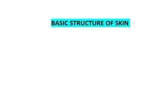Basic structure and function's of human skin. | PPTX | Skin and ...