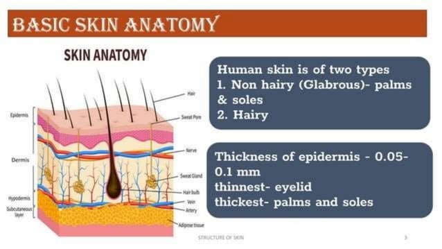 Basic structure and function's of human skin. | PPTX | Skin and ...