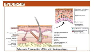Basic structure and function's of human skin. | PPTX | Skin and ...