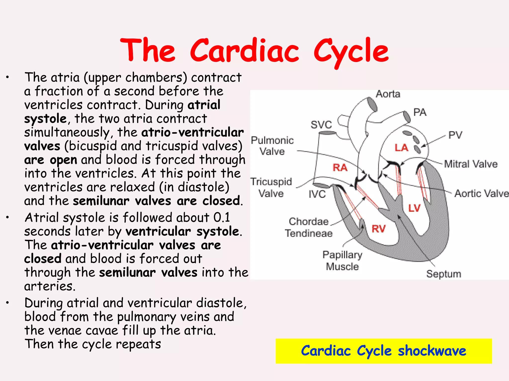 Structure of the CVS | PPT