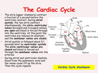 Structure of the CVS | PPT