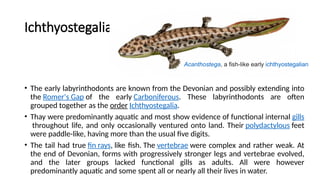 structure and affinities of Gymnophiona and Stegocephalia.pptx