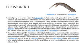 structure and affinities of Gymnophiona and Stegocephalia.pptx