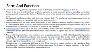 structure and affinities of Gymnophiona and Stegocephalia.pptx