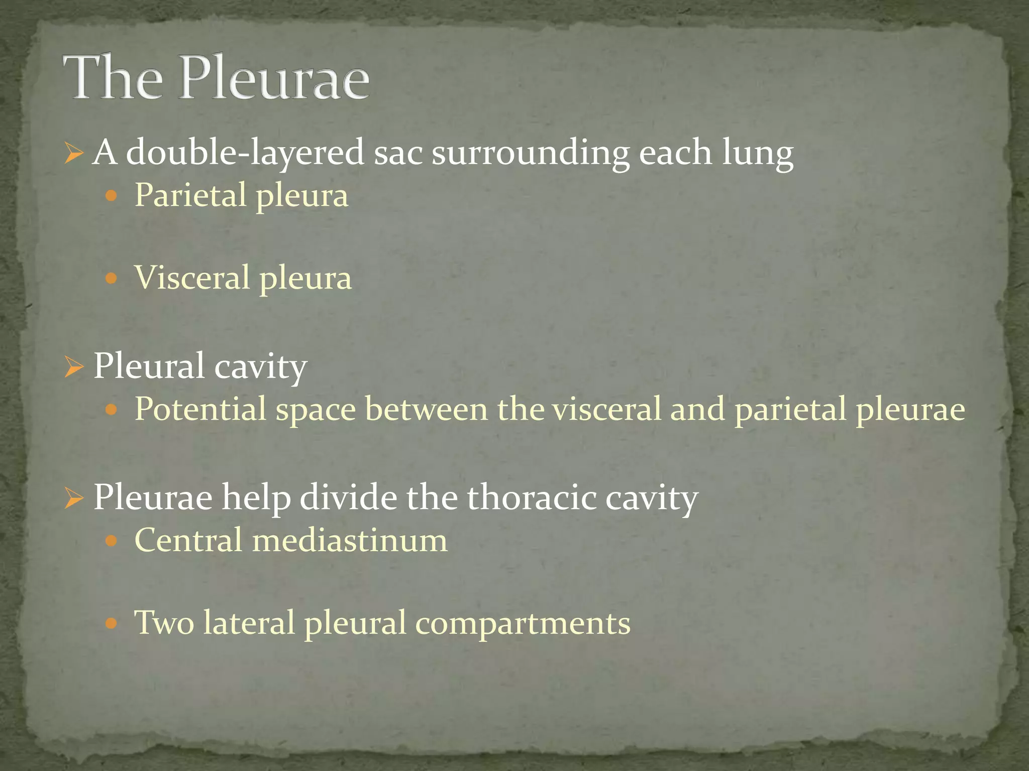 Structure and anatomy of respiratory system | PPTX