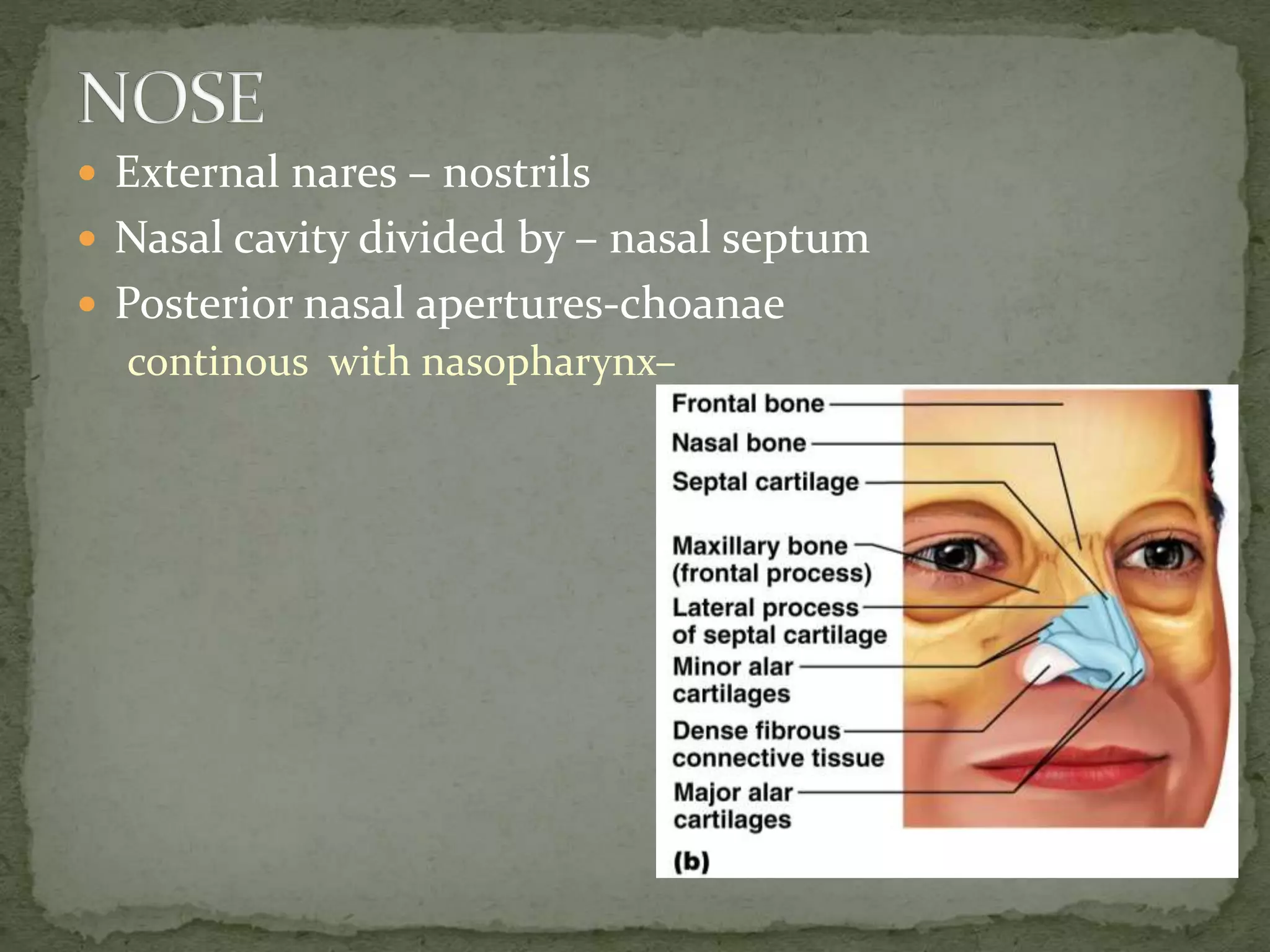 Structure and anatomy of respiratory system | PPTX