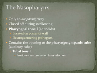 Structure and anatomy of respiratory system | PPTX