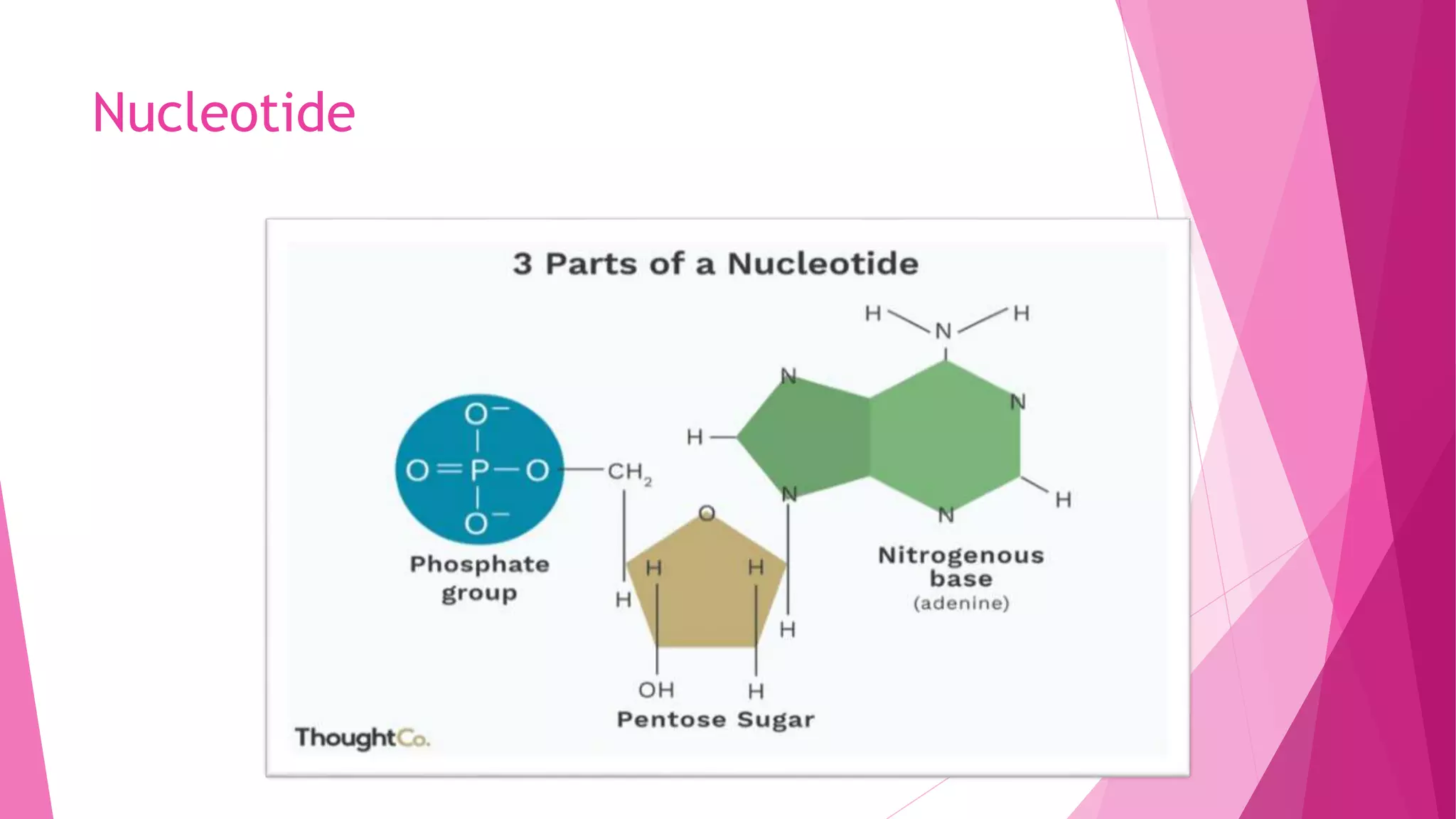 Structure and biochemical function function of nucleotide | PPT