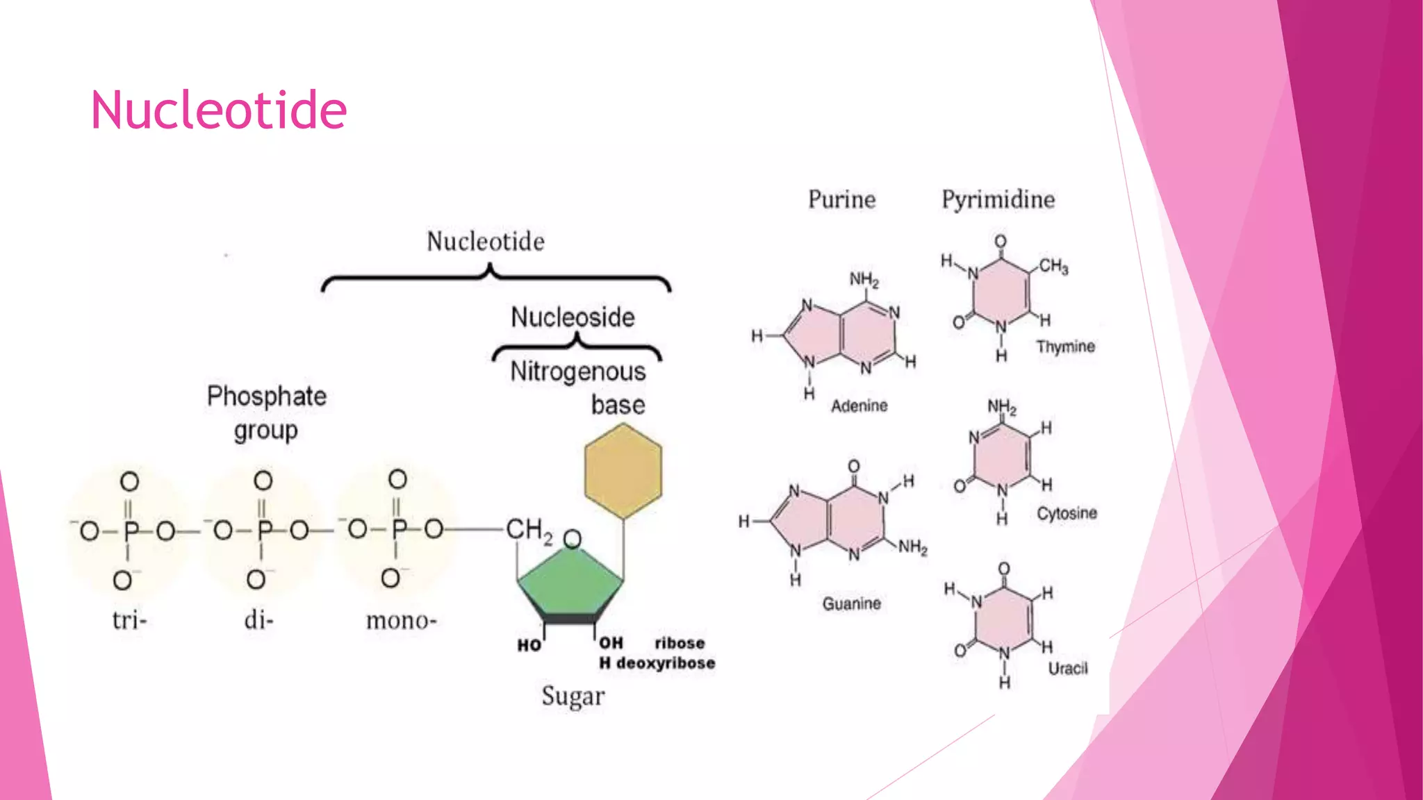 Structure and biochemical function function of nucleotide | PPT