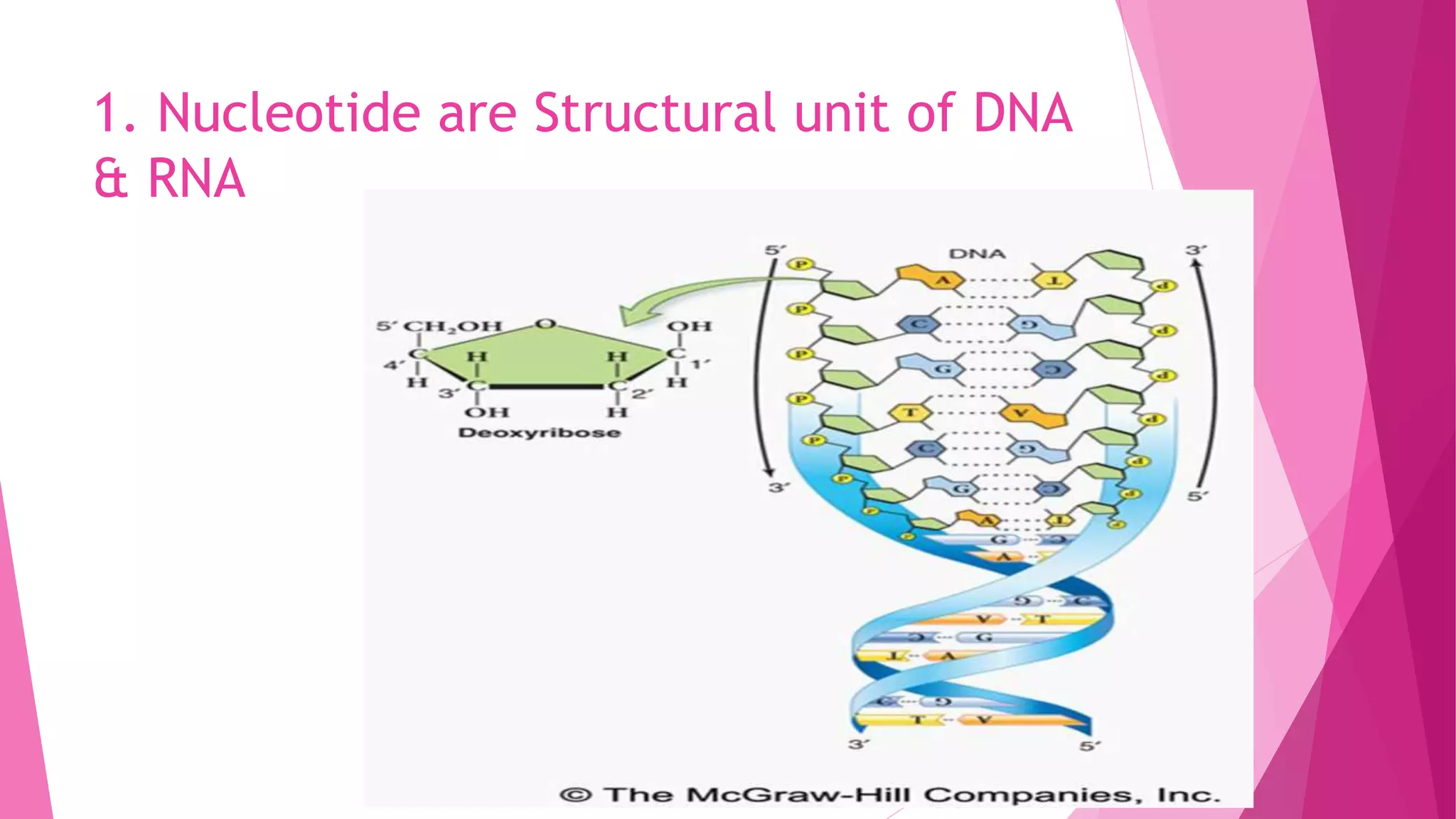 Structure and biochemical function function of nucleotide | PPT