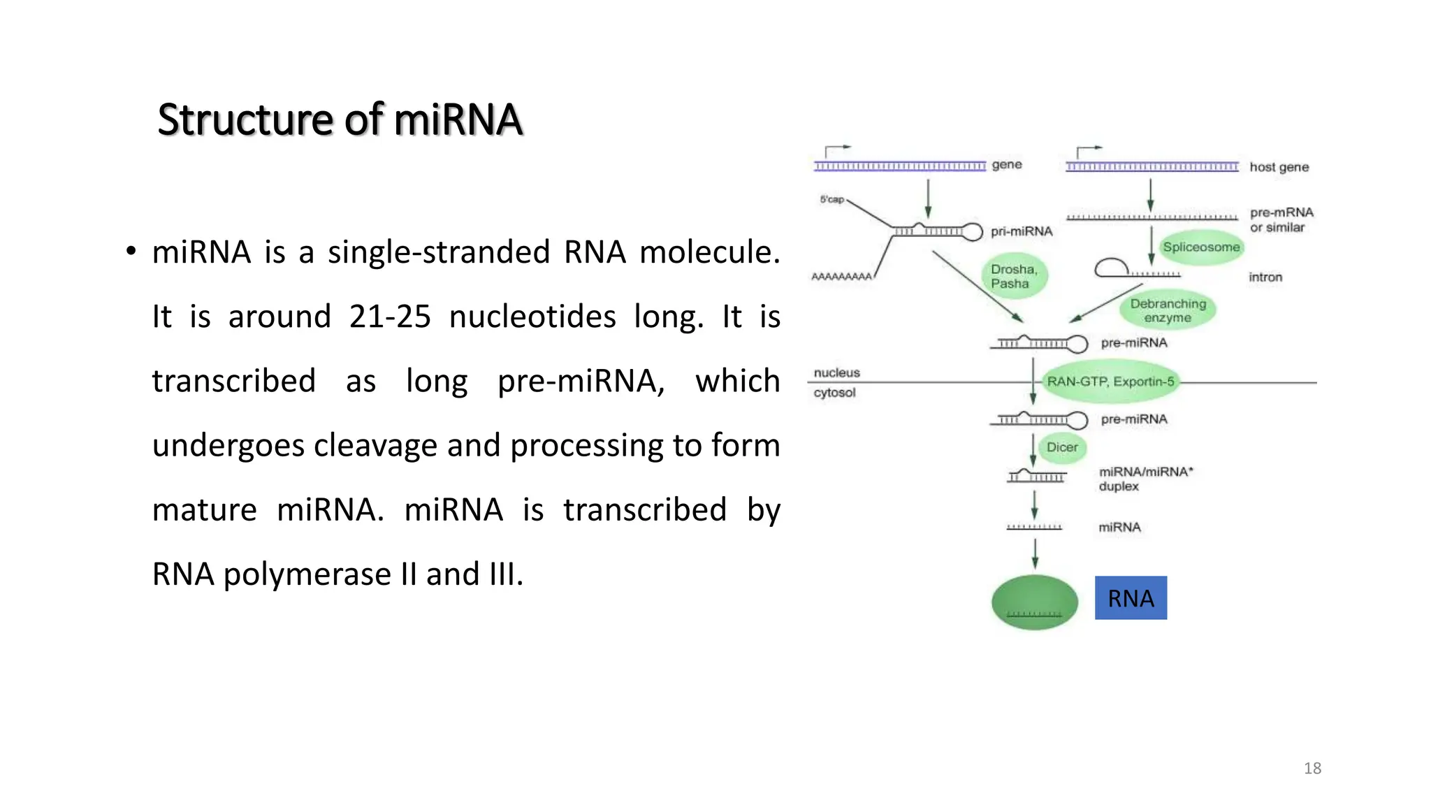 STRUCTURE AND BIOLOGICAL ROLES OF RNAs .pptx