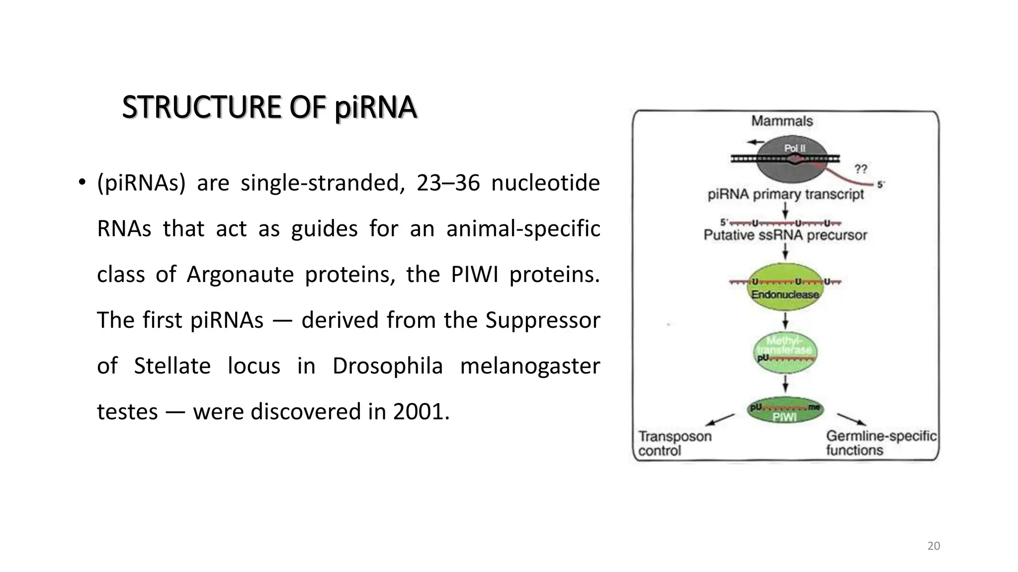STRUCTURE AND BIOLOGICAL ROLES OF RNAs .pptx