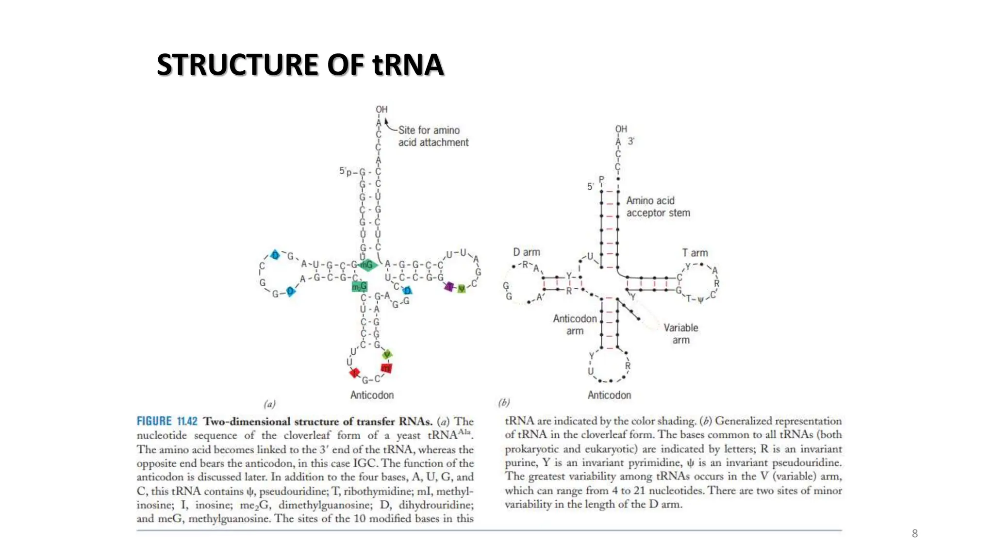 STRUCTURE AND BIOLOGICAL ROLES OF RNAs .pptx