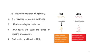 STRUCTURE AND BIOLOGICAL ROLES OF RNAs .pptx