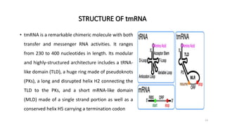 STRUCTURE AND BIOLOGICAL ROLES OF RNAs .pptx