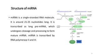 STRUCTURE AND BIOLOGICAL ROLES OF RNAs .pptx