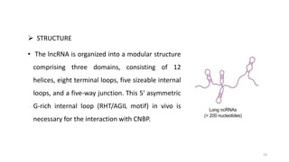 STRUCTURE AND BIOLOGICAL ROLES OF RNAs .pptx