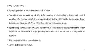 STRUCTURE AND BIOLOGICAL ROLES OF RNAs .pptx