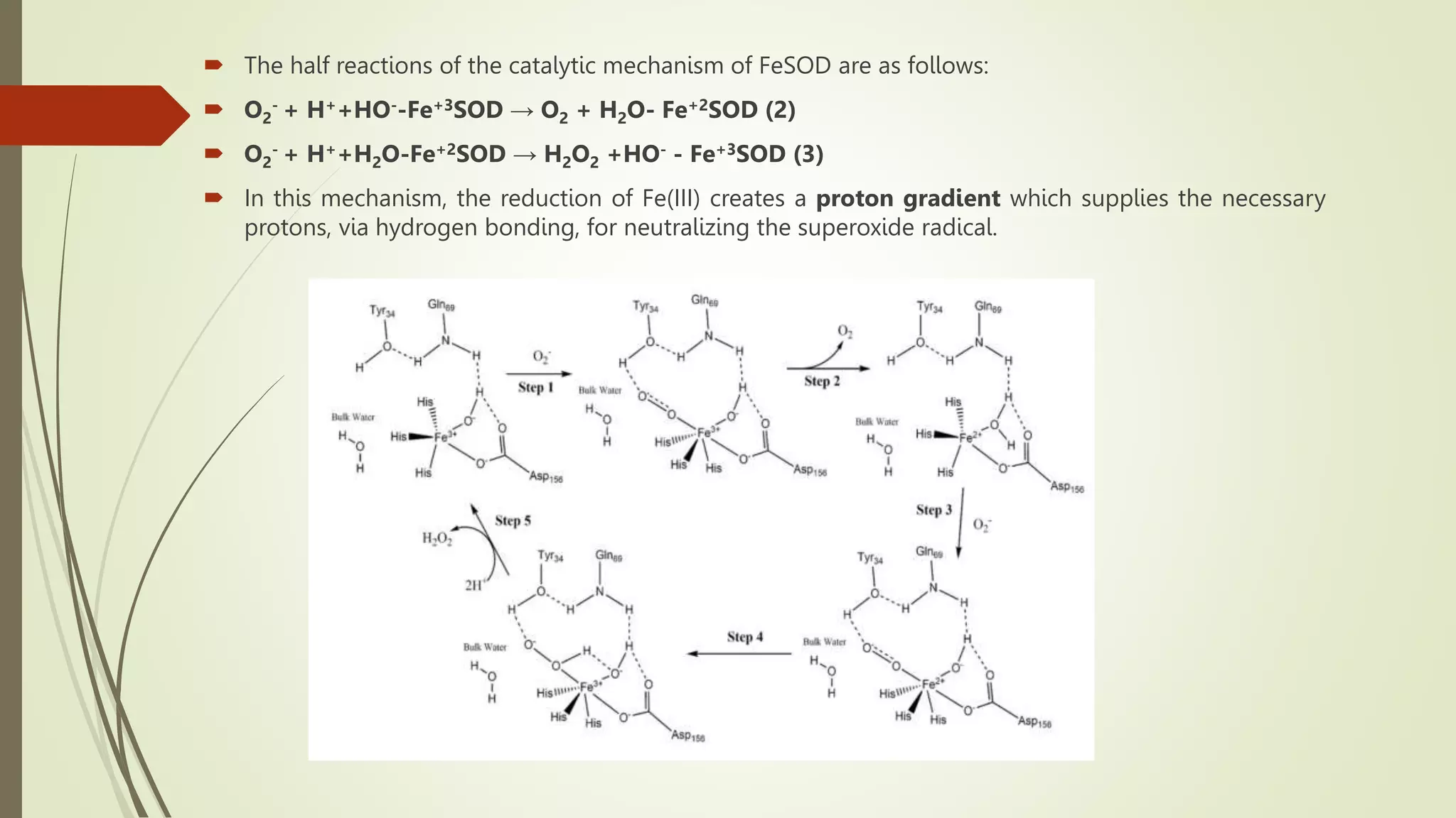 Structure and Catalytic Function of Superoxide Dismutase.pptx