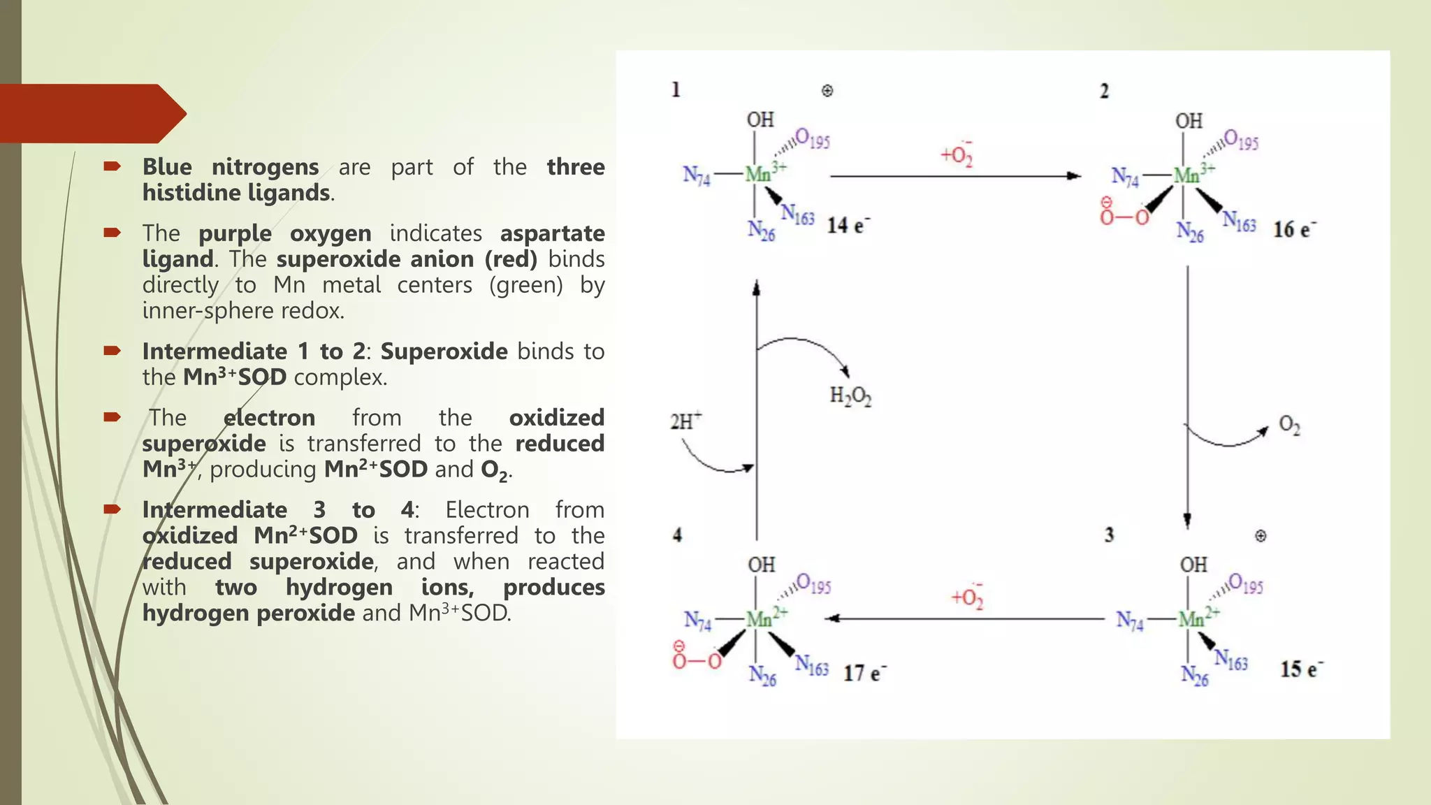 Structure and Catalytic Function of Superoxide Dismutase.pptx