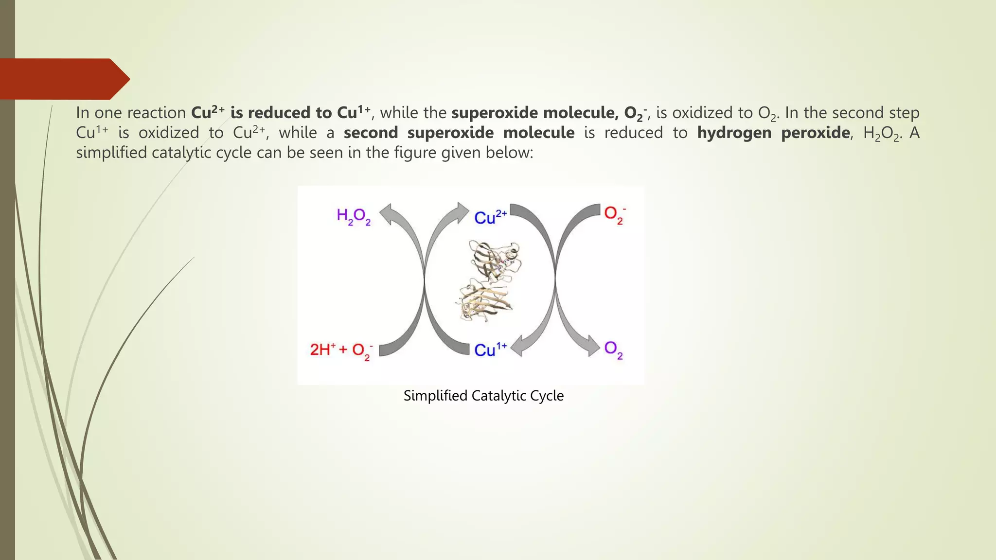 Structure and Catalytic Function of Superoxide Dismutase.pptx