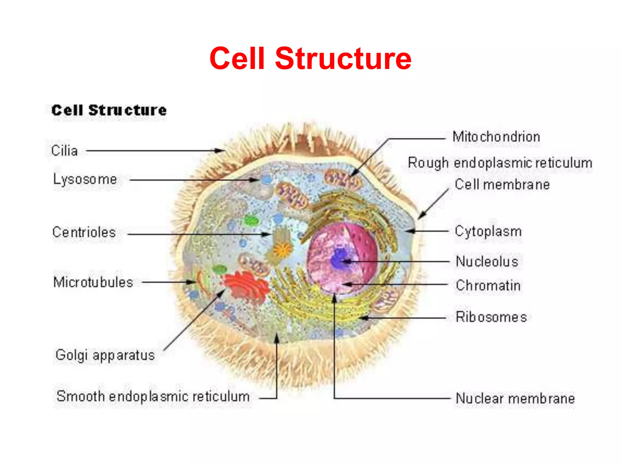 Structure and Characteristics of Normal and Cancerous cells.pptx