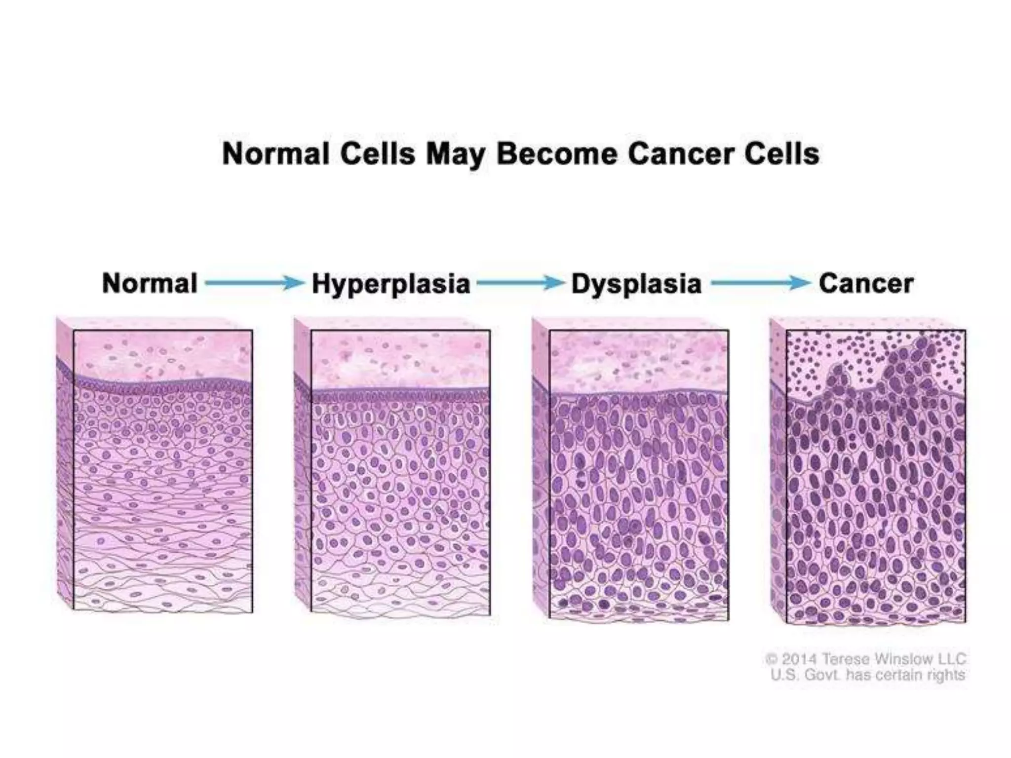 Structure and Characteristics of Normal and Cancerous cells.pptx
