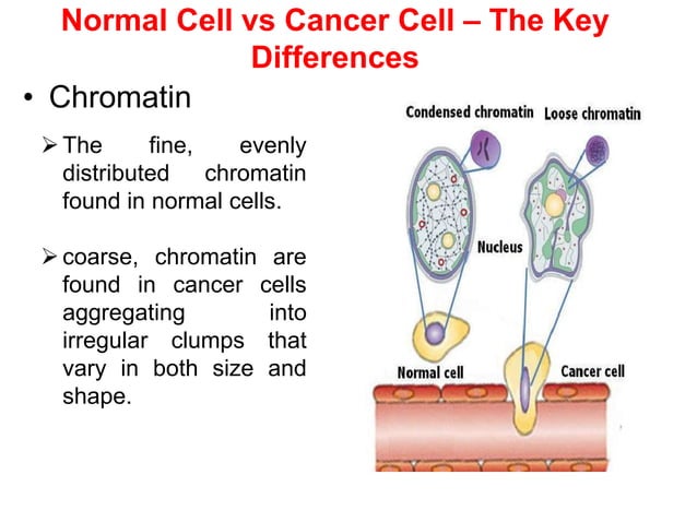 Structure and Characteristics of Normal and Cancerous cells.pptx ...