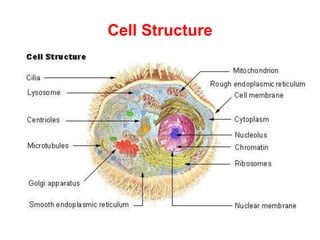 Structure and Characteristics of Normal and Cancerous cells.pptx ...