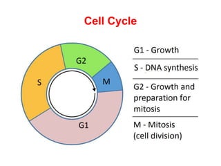 Structure and Characteristics of Normal and Cancerous cells.pptx