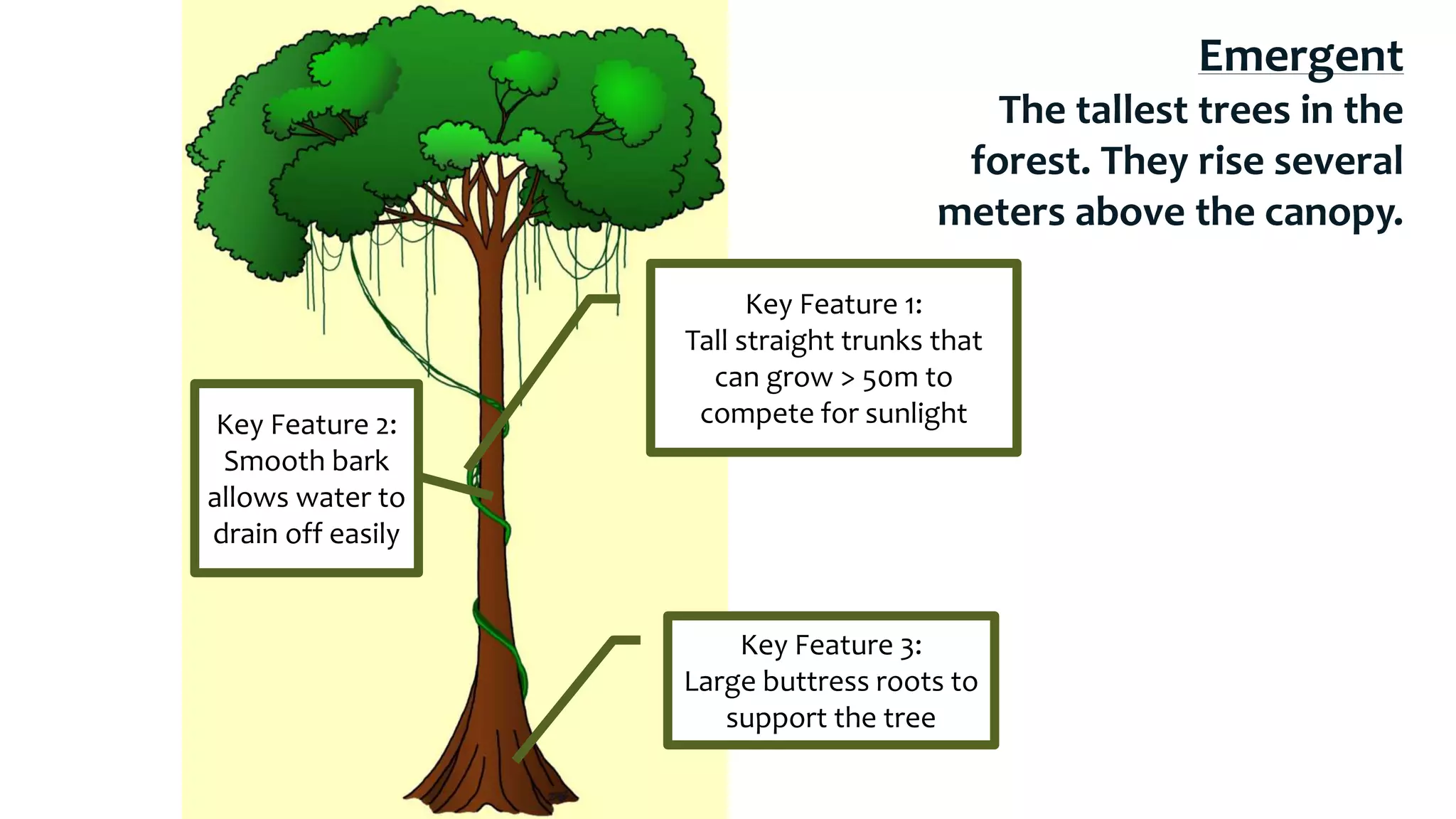 Structure and Characteristics of TRFs and Mangroves.pptx
