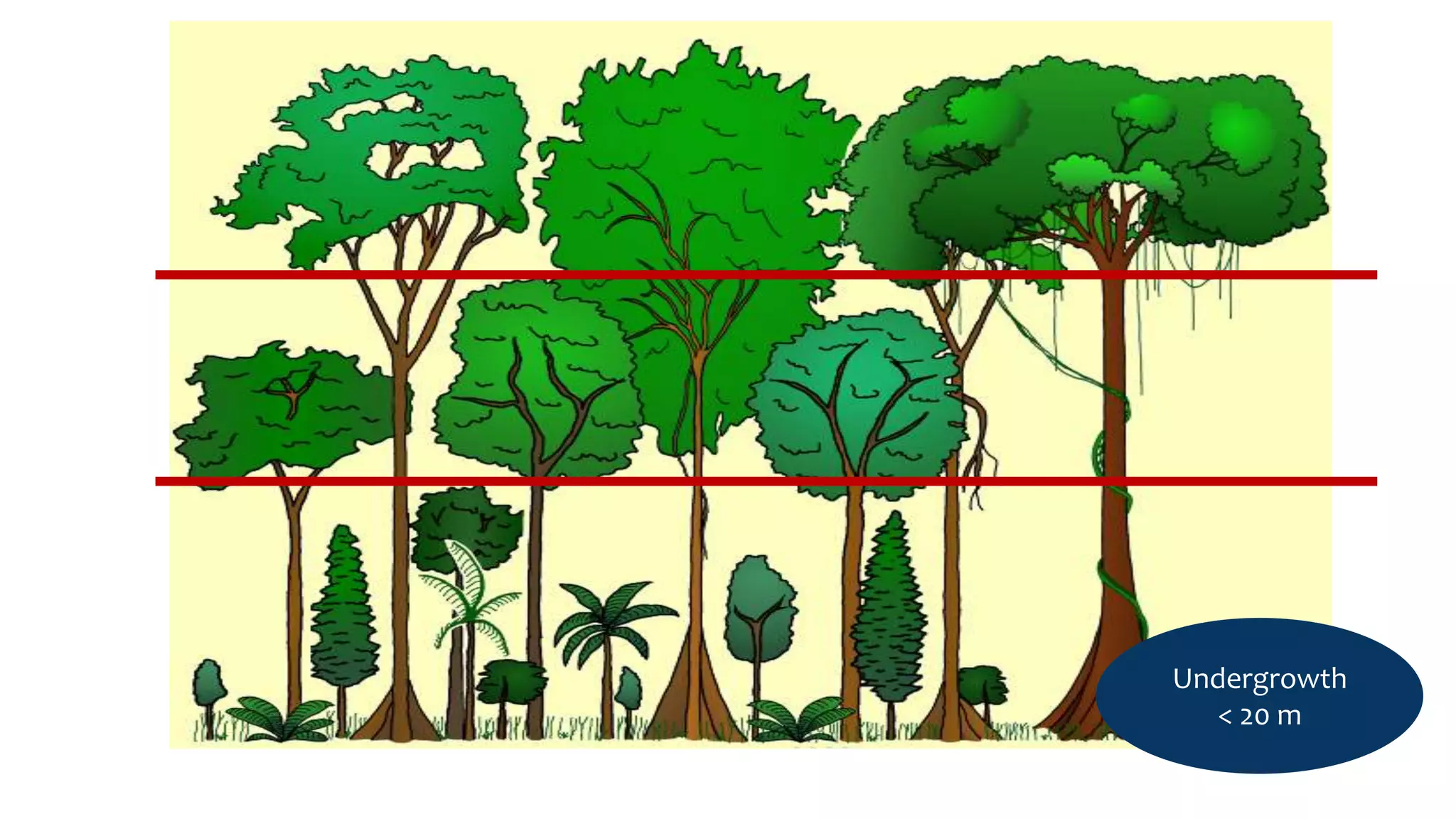 Structure and Characteristics of TRFs and Mangroves.pptx