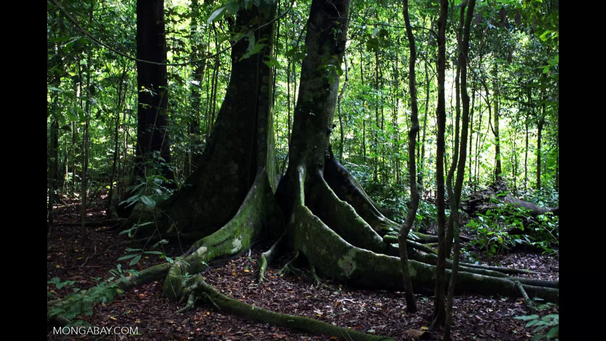 Structure and Characteristics of TRFs and Mangroves.pptx