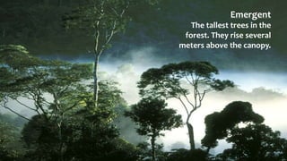 Structure and Characteristics of TRFs and Mangroves.pptx