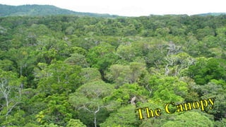 Structure and Characteristics of TRFs and Mangroves.pptx