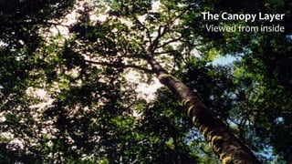 Structure and Characteristics of TRFs and Mangroves.pptx