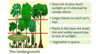 Structure and Characteristics of TRFs and Mangroves.pptx