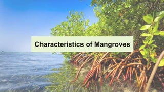 Structure and Characteristics of TRFs and Mangroves.pptx