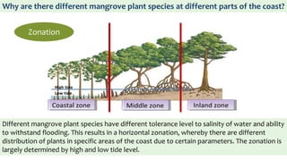 Structure and Characteristics of TRFs and Mangroves.pptx