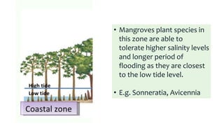 Structure and Characteristics of TRFs and Mangroves.pptx