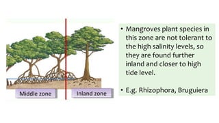 Structure and Characteristics of TRFs and Mangroves.pptx