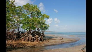 Structure and Characteristics of TRFs and Mangroves.pptx