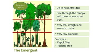 Structure and Characteristics of TRFs and Mangroves.pptx