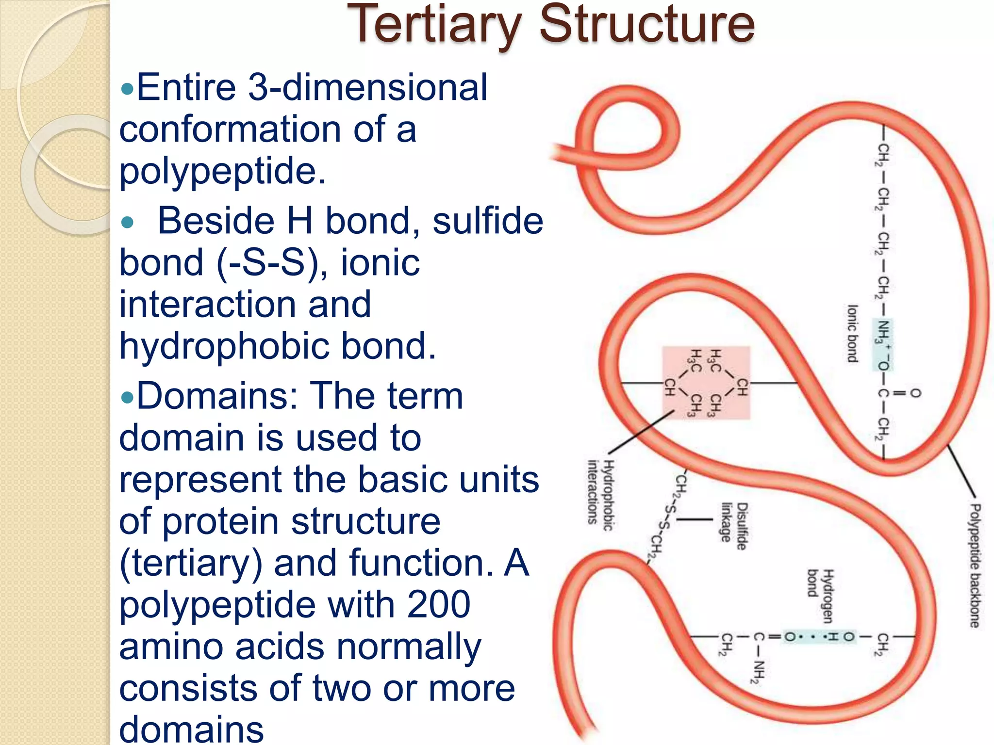 Structure and classifications of proteins | PPT