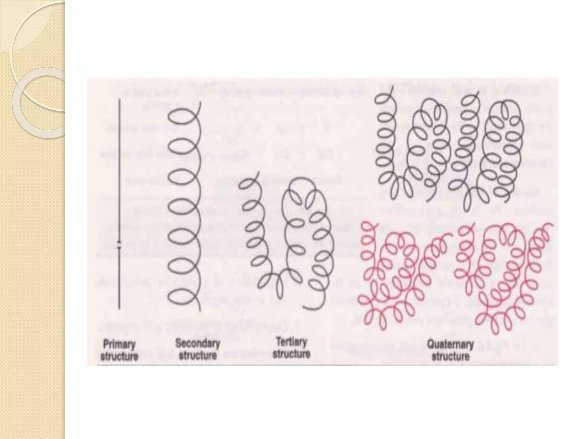 Structure and classifications of proteins | PPT