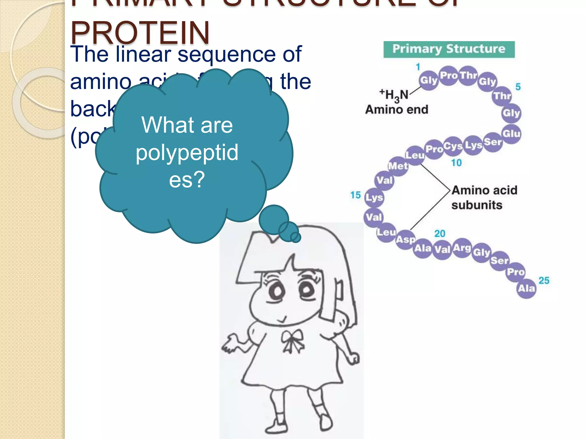 Structure and classifications of proteins | PPT