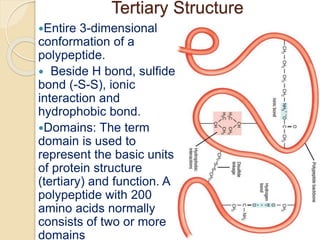 Structure and classifications of proteins | PPT